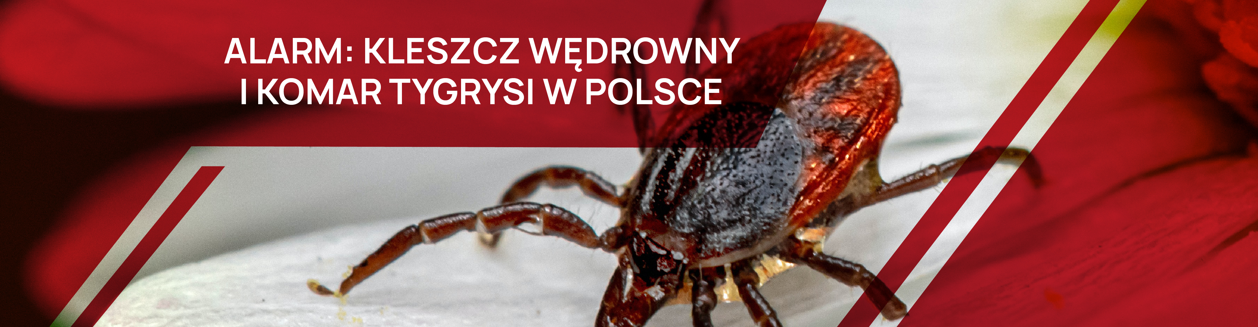 Jakie choroby przenoszą komary afrykańskie w Polsce? | TropicalMed
